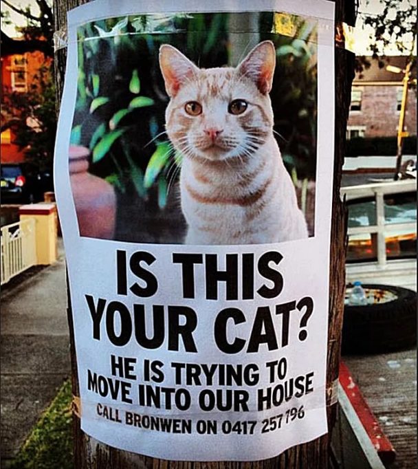 Best Lost And Found Pet Signs Help Bring Attention & Smiles To ...