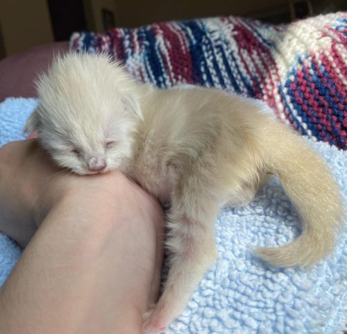Orphan Kittens Liora And Minette Are Out Of The Incubator And Ready For ...