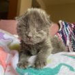 Orphan Kittens Liora And Minette Are Out Of The Incubator And Ready For ...