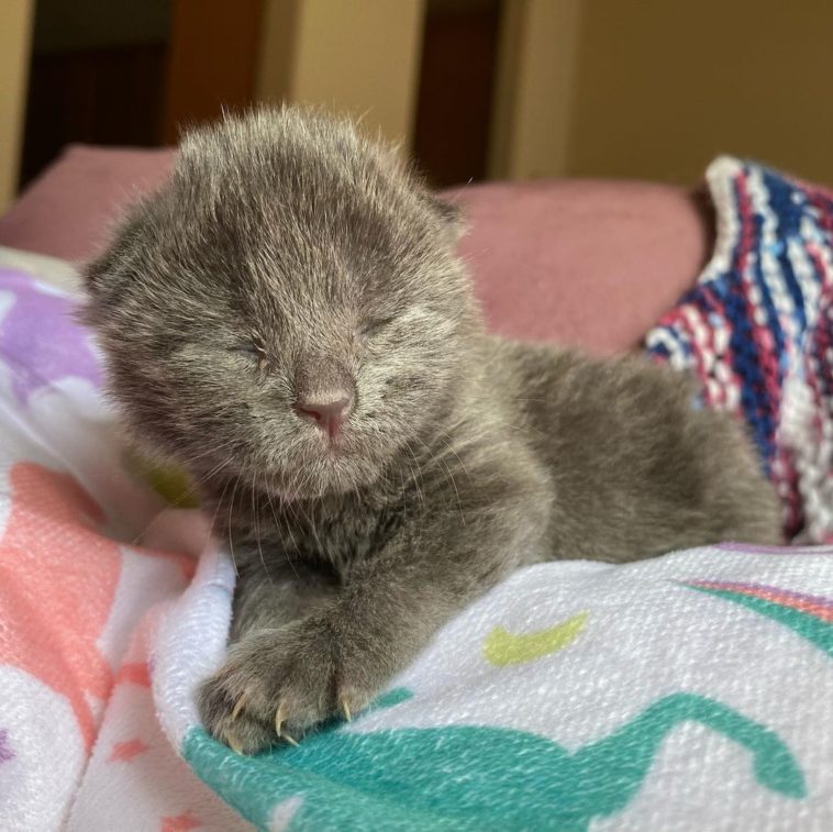 Orphan Kittens Liora And Minette Are Out Of The Incubator And Ready For ...