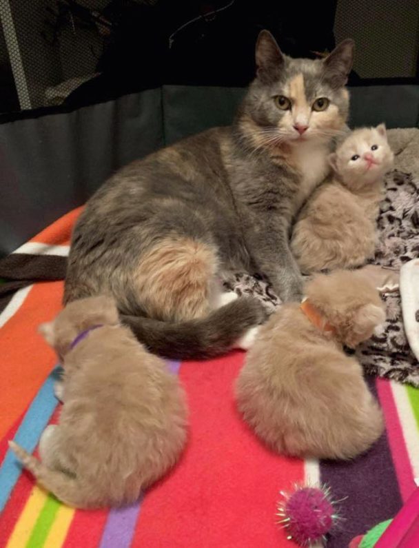 These Three Ginger Disney Princess Kittens Are Sure To Reign Supreme ...