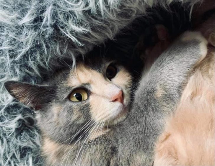 These Three Ginger Disney Princess Kittens Are Sure To Reign Supreme ...