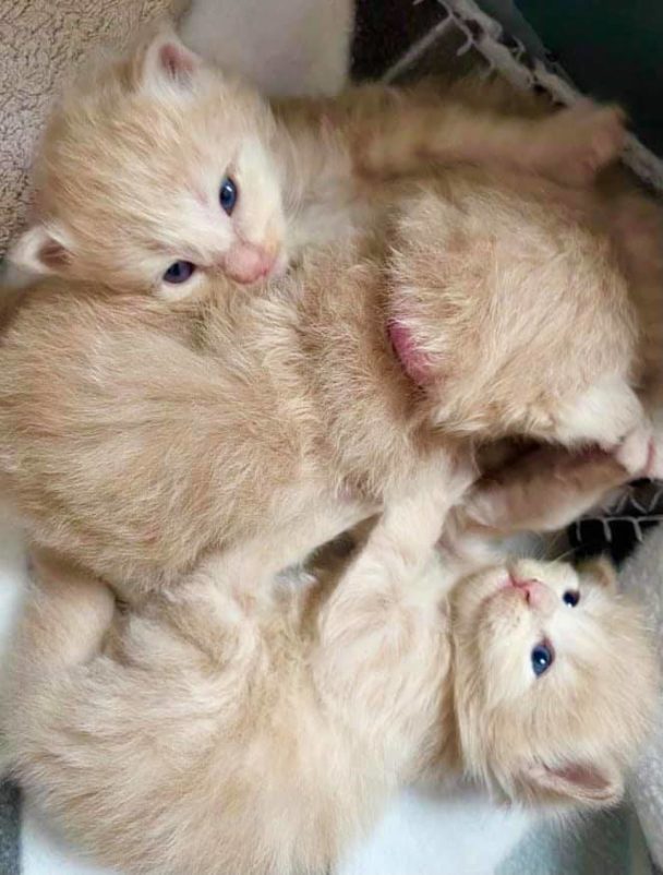 These Three Ginger Disney Princess Kittens Are Sure To Reign Supreme ...