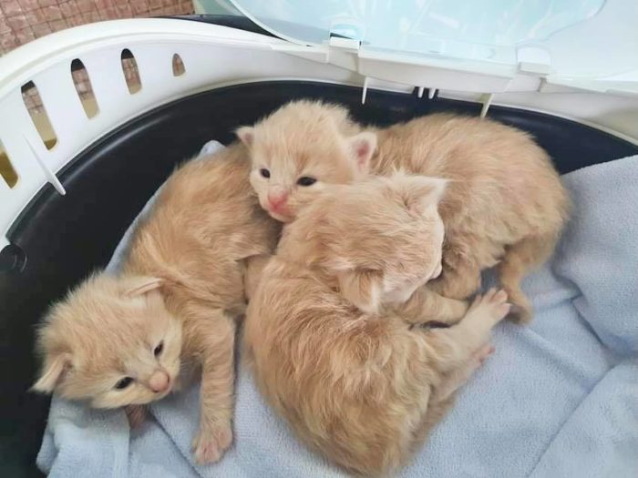These Three Ginger Disney Princess Kittens Are Sure To Reign Supreme ...