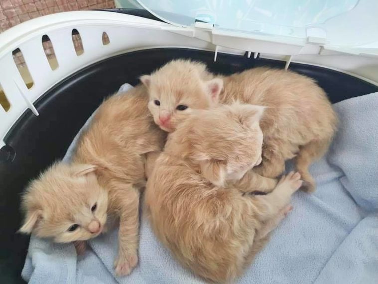 These Three Ginger Disney Princess Kittens Are Sure To Reign Supreme ...