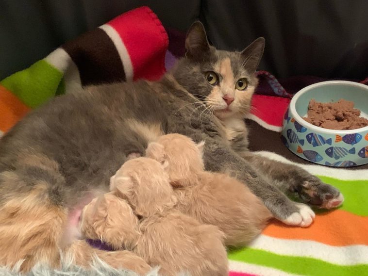 These Three Ginger Disney Princess Kittens Are Sure To Reign Supreme ...