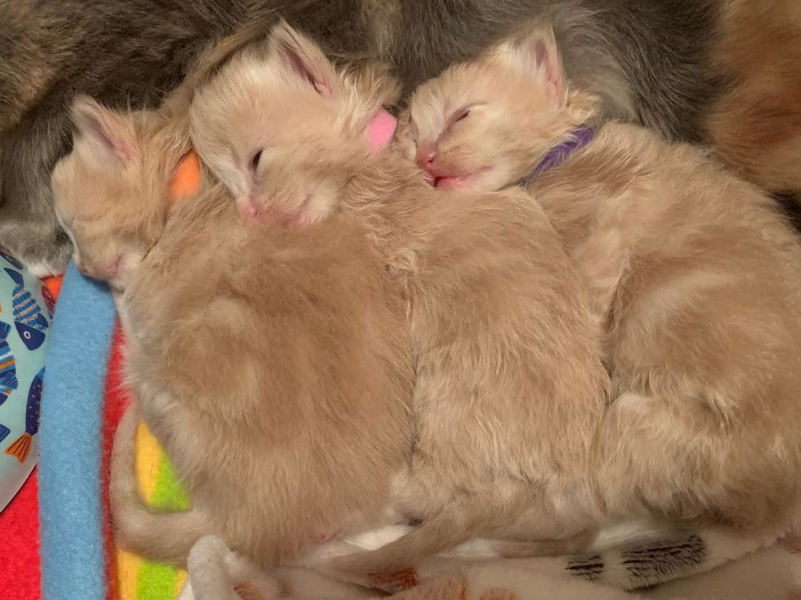 These Three Ginger Disney Princess Kittens Are Sure To Reign Supreme ...