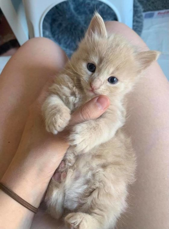 These Three Ginger Disney Princess Kittens Are Sure To Reign Supreme ...