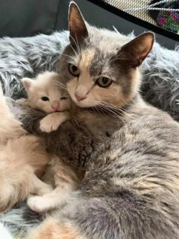 These Three Ginger Disney Princess Kittens Are Sure To Reign Supreme ...