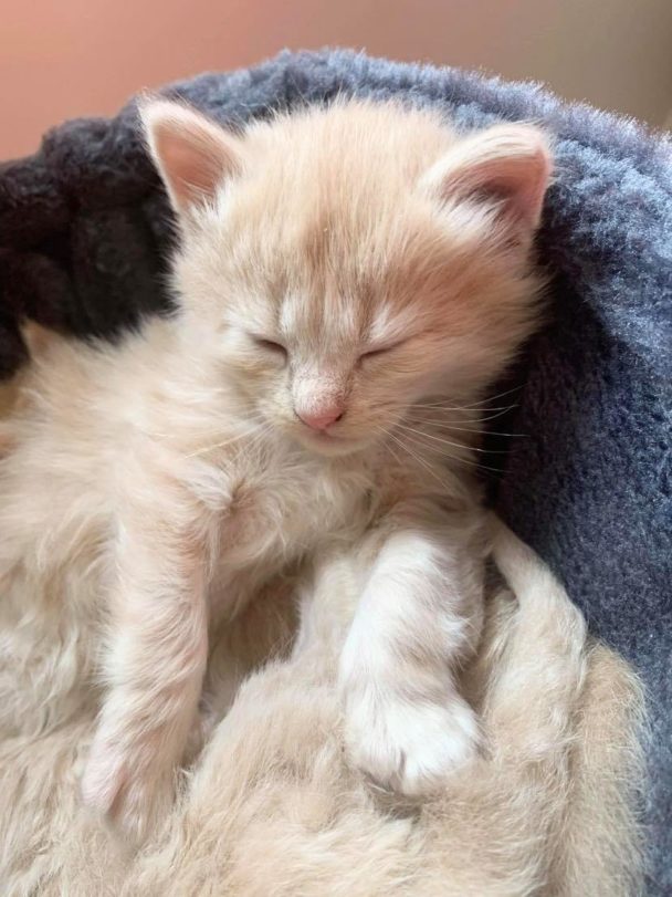 These Three Ginger Disney Princess Kittens Are Sure To Reign Supreme ...