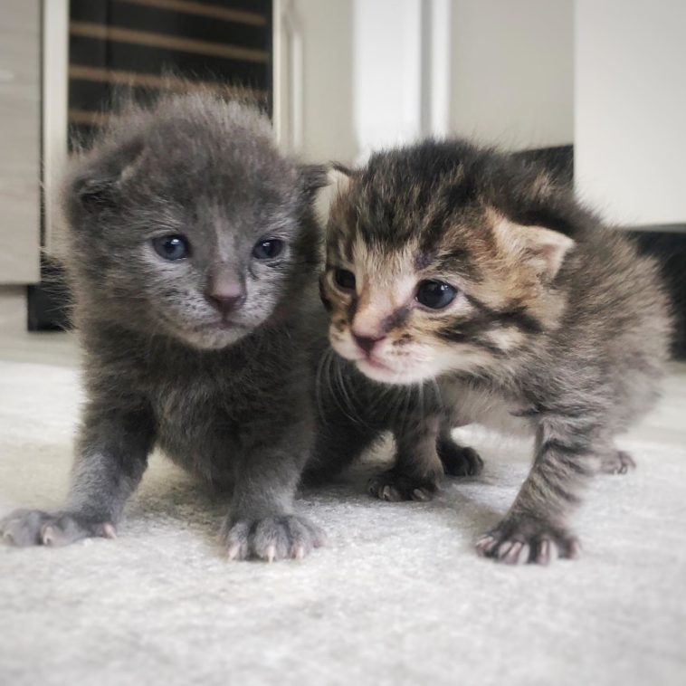 Six Shades Of Grey....Kittens; Your Next "Can't Put Down" Obsession ...