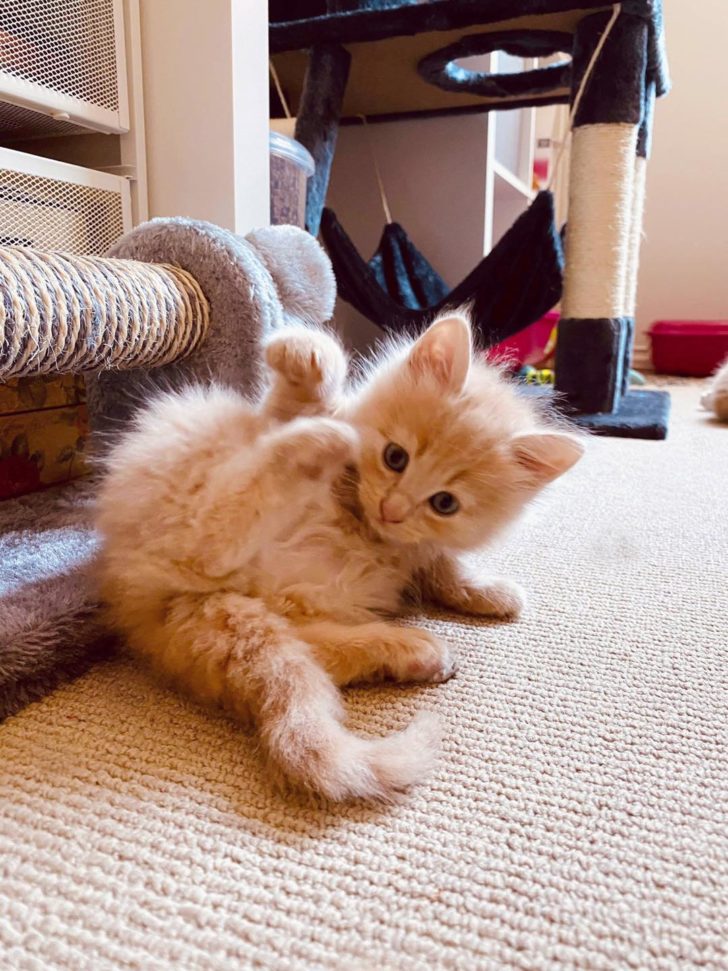 These Three Ginger Disney Princess Kittens Are Sure To Reign Supreme ...