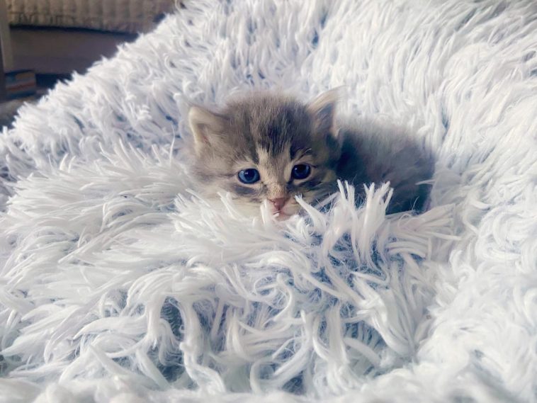 Six Shades Of Grey....Kittens; Your Next "Can't Put Down" Obsession ...