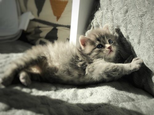 Six Shades Of Grey....Kittens; Your Next "Can't Put Down" Obsession ...