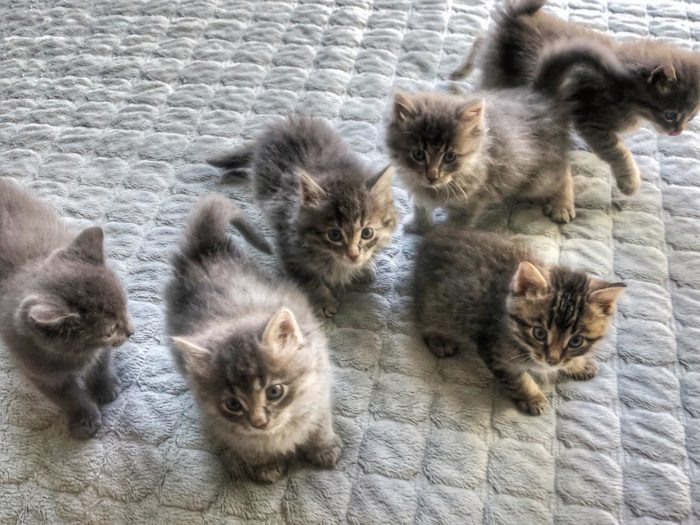 Six Shades Of Grey....Kittens; Your Next "Can't Put Down" Obsession ...