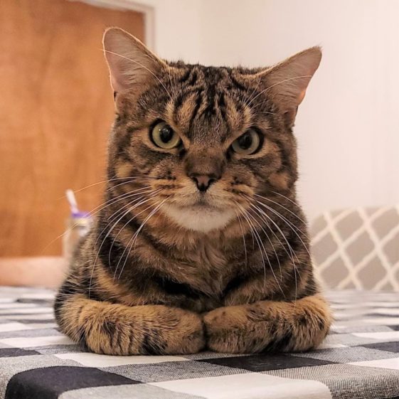 Giggles The Cat Quickly Adopted But Will Remain The Rescues Official ...