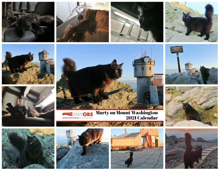 Marty The Cat Ascends After More Than A Decade Atop Mount Washington ...