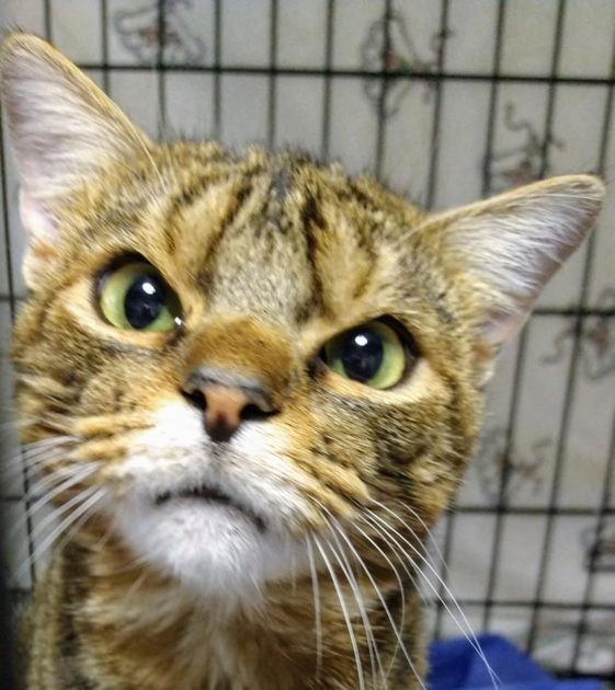 Got The Giggles? One Lucky Family Will When They Adopt This Grumpy ...
