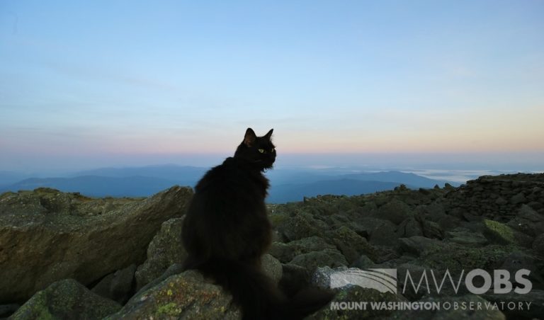 Marty The Cat Ascends After More Than A Decade Atop Mount Washington ...
