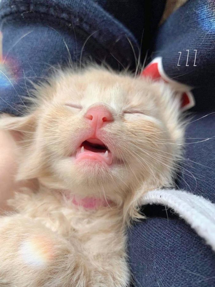 These Three Ginger Disney Princess Kittens Are Sure To Reign Supreme ...