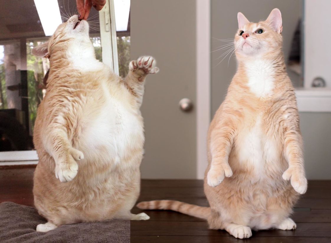 31 Pound Morbidly Obese Cat Surrendered To Shelter; Looking For A New ...