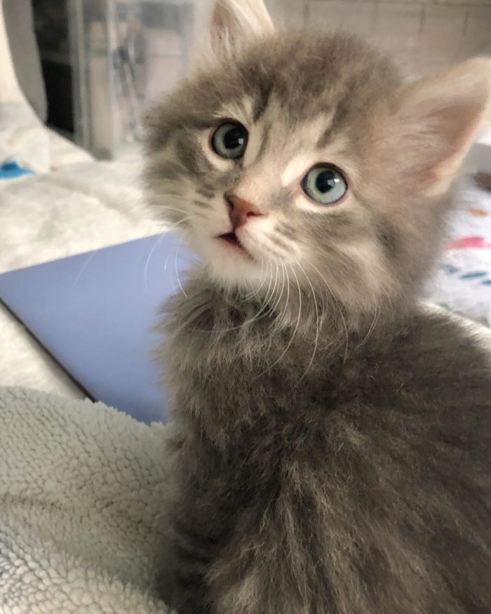 Six Shades Of Grey....Kittens; Your Next "Can't Put Down" Obsession ...