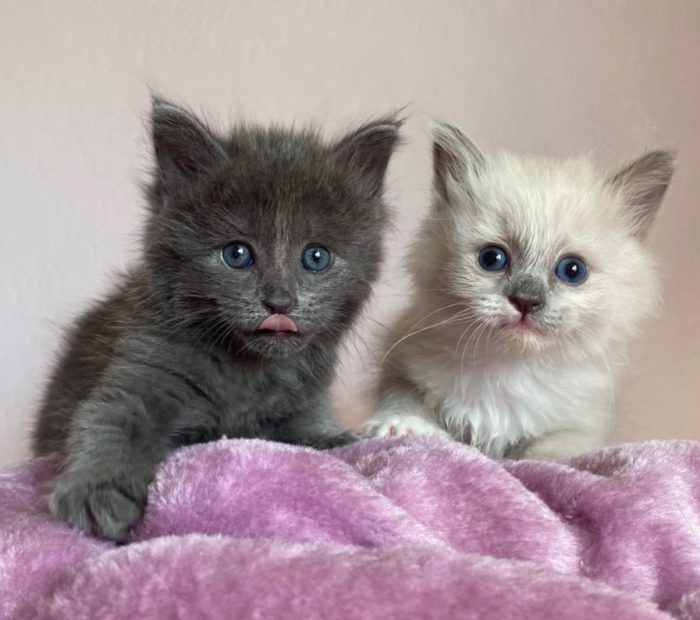 Orphan Kittens Liora And Minette Are Out Of The Incubator And Ready For ...