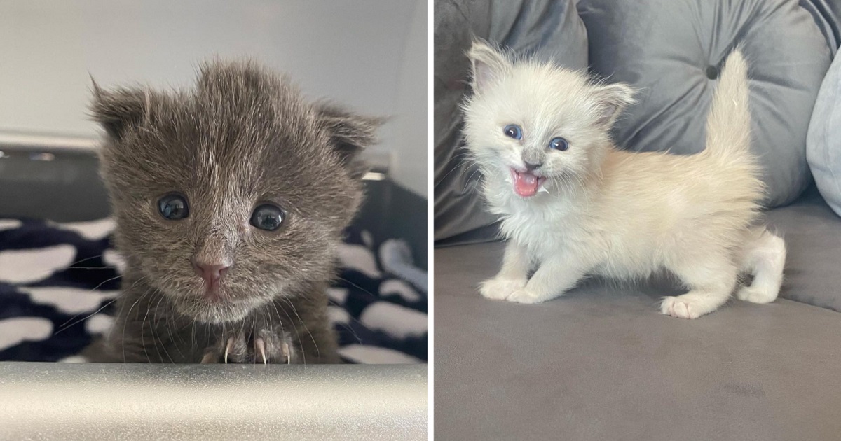 Orphan Kittens Liora And Minette Are Out Of The Incubator And Ready For ...