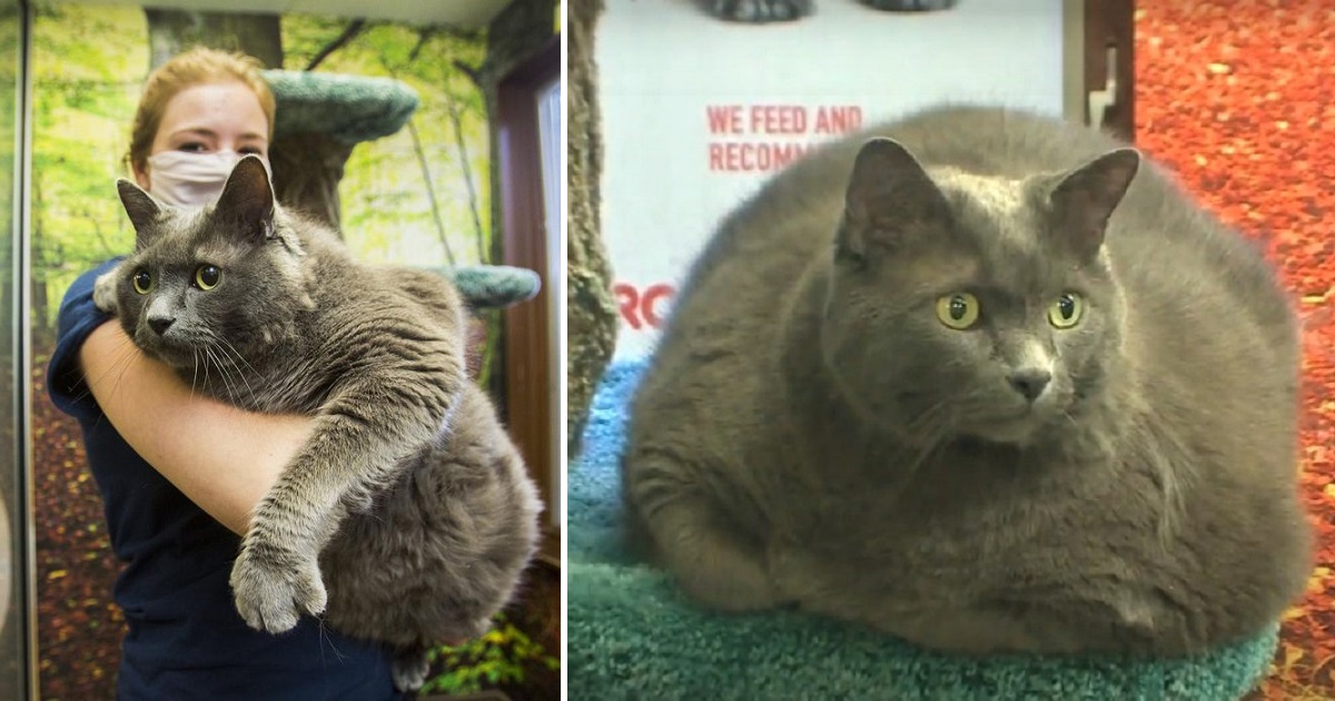 31 Pound Morbidly Obese Cat Surrendered To Shelter; Looking For A New ...