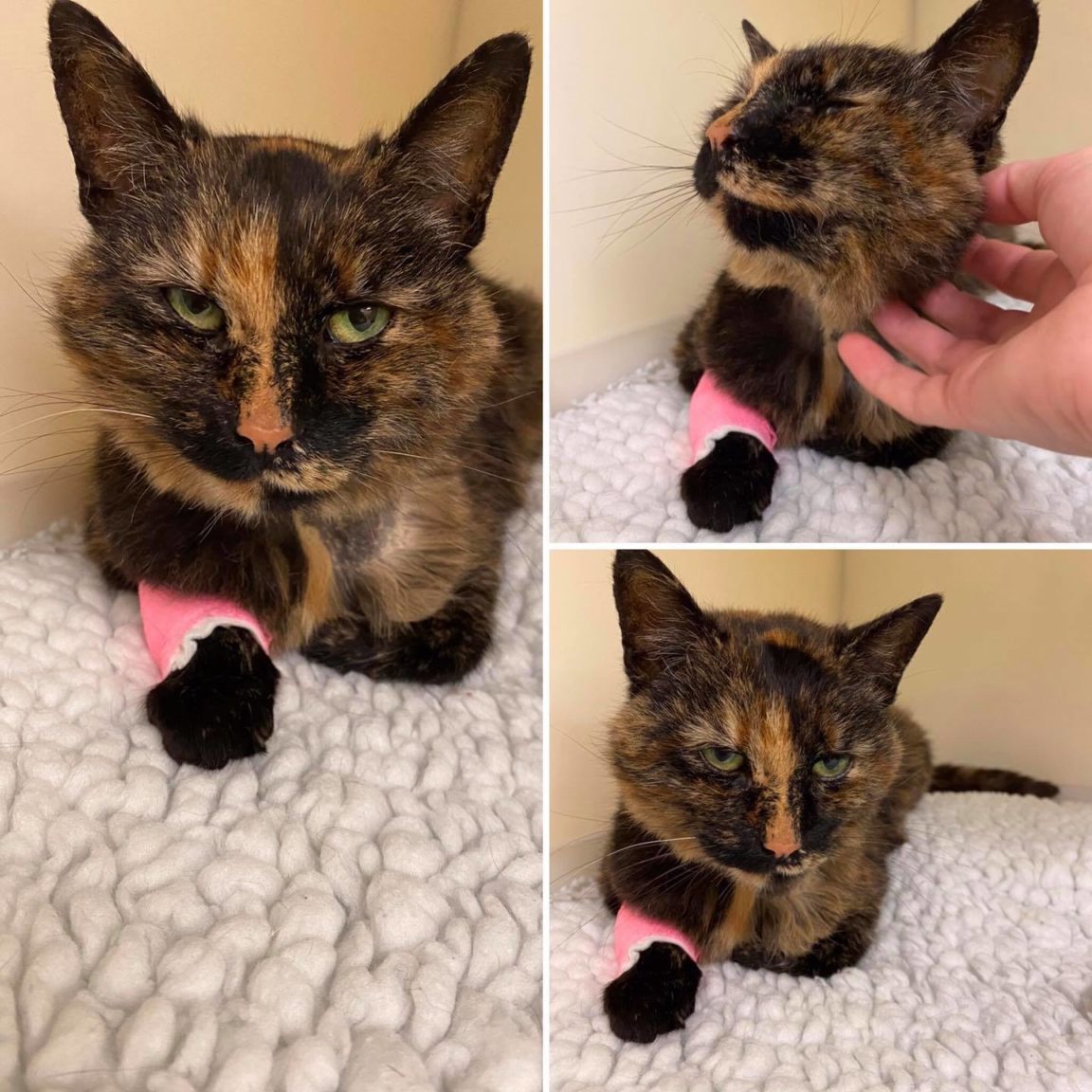 Seven Years Later, Missing Cat Found 10 Miles From Family Home - Cole ...