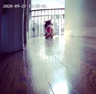 Hilarious Cat Caught On Night Vision Bringing Stuffed Animals As Gifts ...