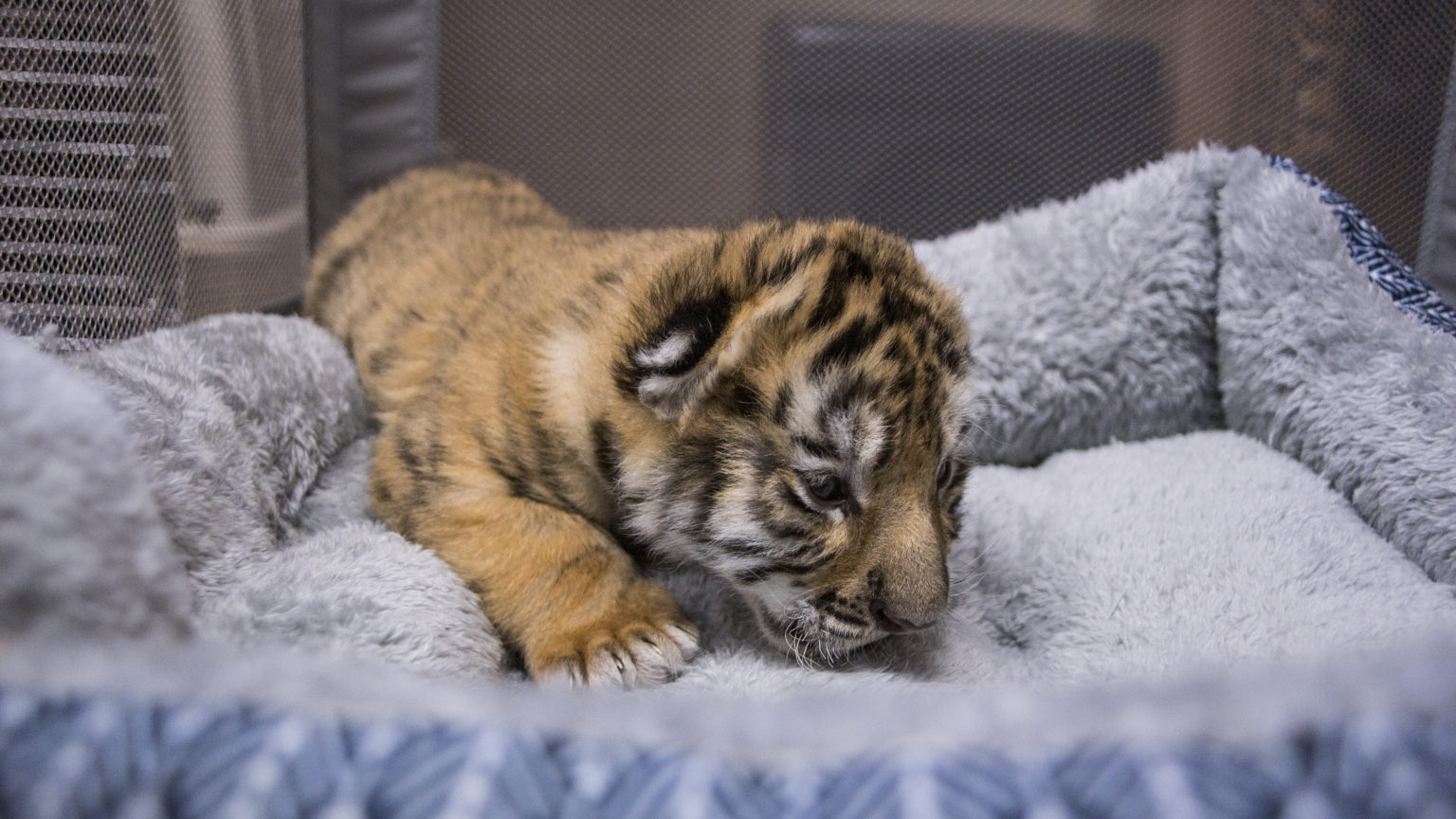 Tiger Cub Surprises Rescuers Saving Four Big Cats From An Indiana ...