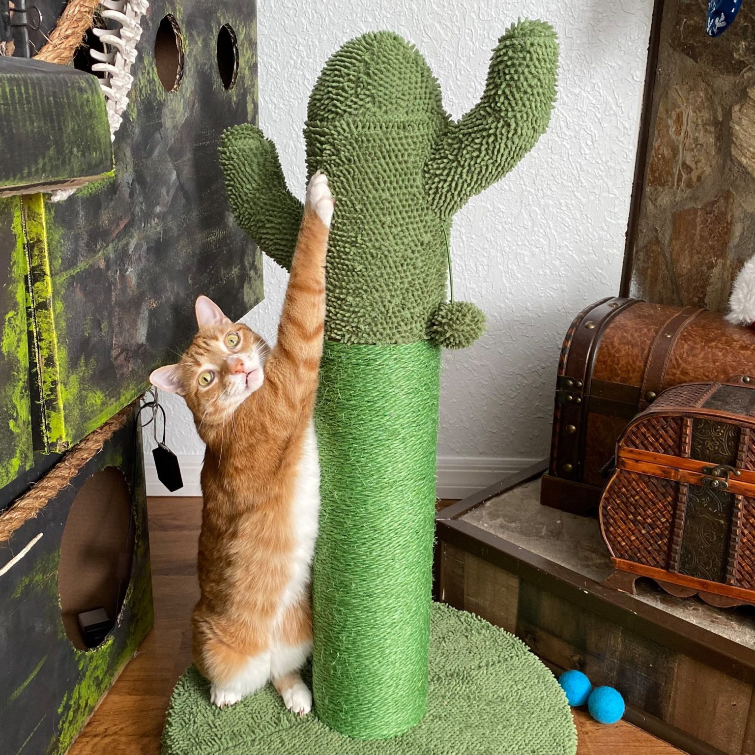 What You Need To Know About Your Cat's Claws - Cole & Marmalade