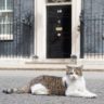Larry The Cat Celebrates 10 Years As Country's "Official Mouser" - Cole ...