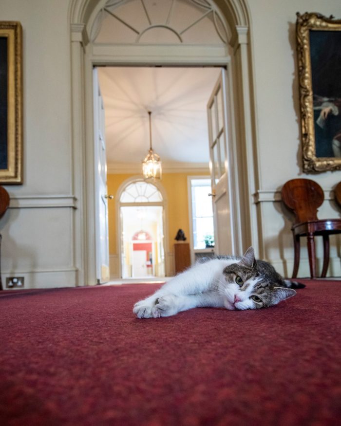 Larry The Cat Celebrates 10 Years As Country's "Official Mouser" - Cole ...