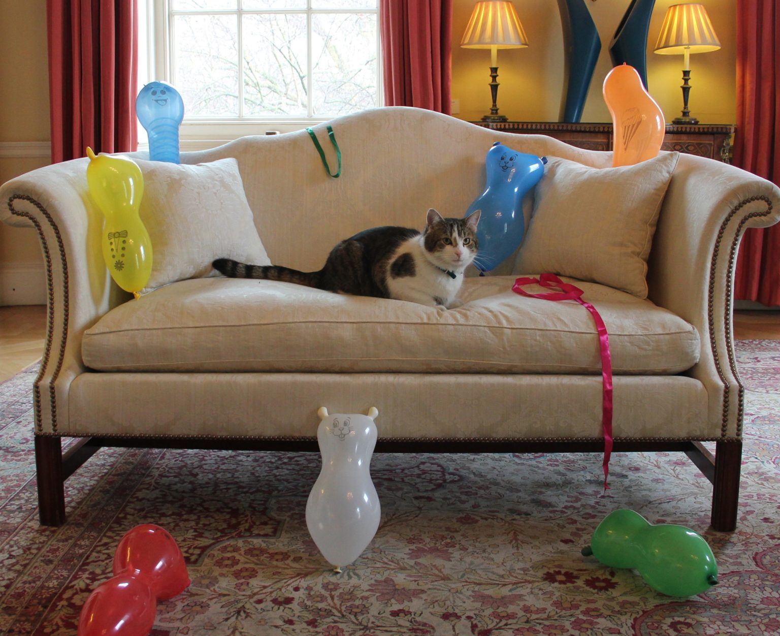 Larry The Cat Celebrates 10 Years As Country's "Official Mouser" - Cole ...