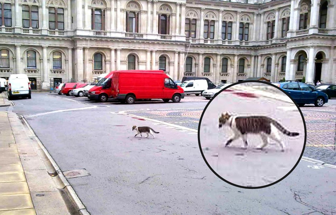 Larry The Cat Celebrates 10 Years As Country's "Official Mouser" - Cole ...