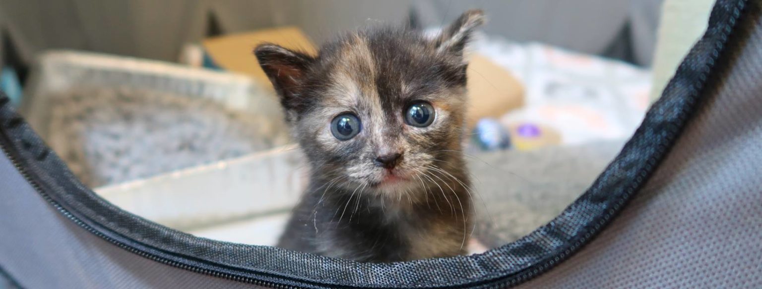 Two Tortie Kittens Meet For The First Time; Fall Asleep In Each Others ...