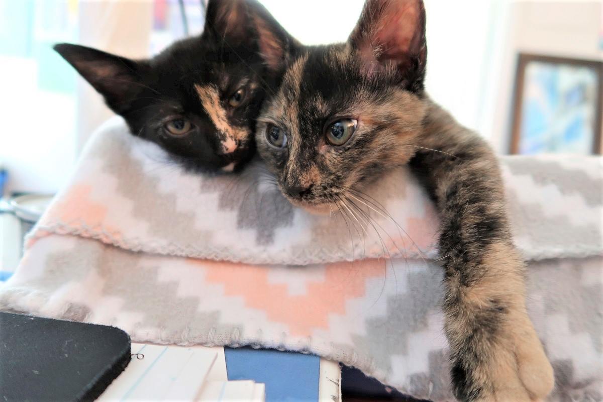 Two Tortie Kittens Meet For The First Time; Fall Asleep In Each Others ...