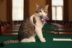 Larry The Cat Celebrates 10 Years As Country's "Official Mouser" - Cole ...
