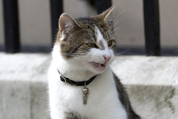 Larry The Cat Celebrates 10 Years As Country's "Official Mouser" - Cole ...