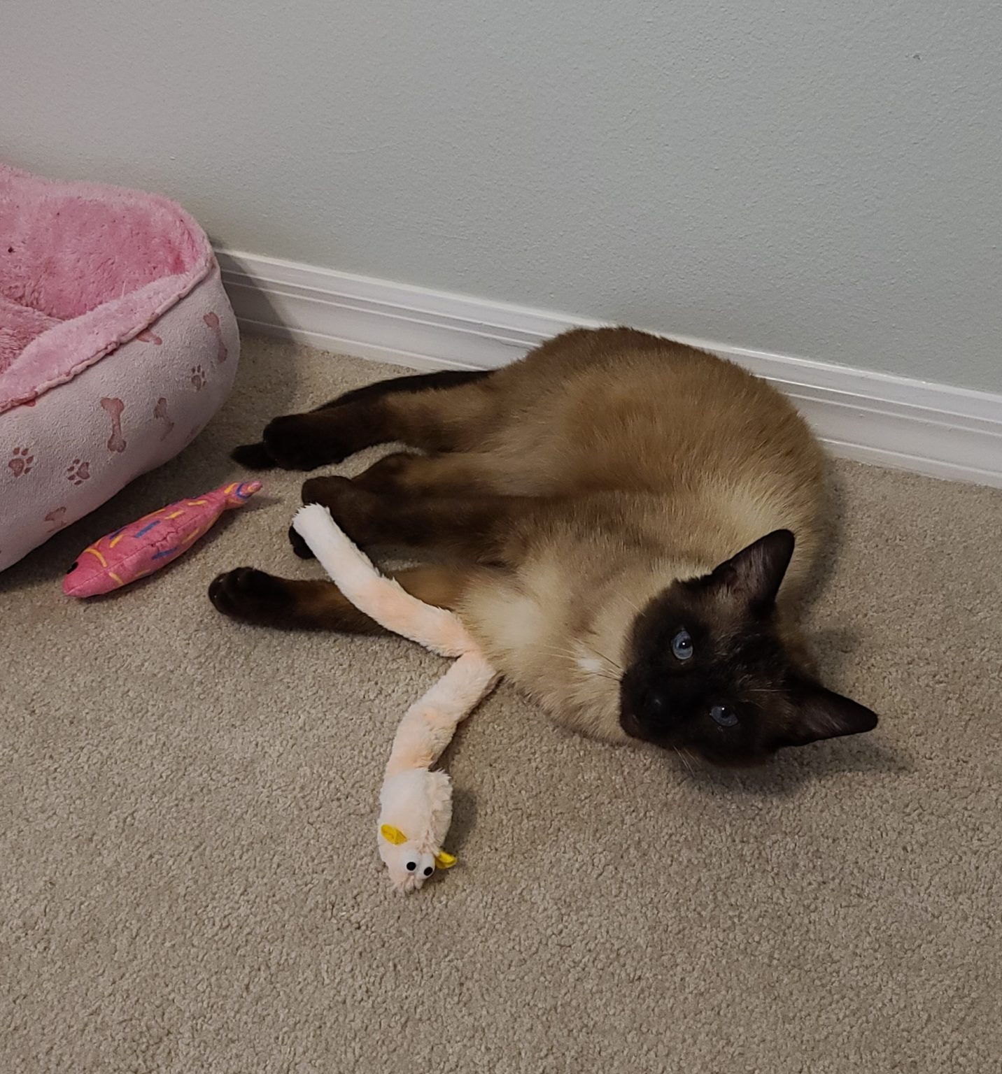 Abandoned Siamese Polydactyl Cat Has Paws As Big As His Heart! - Cole ...