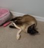 Abandoned Siamese Polydactyl Cat Has Paws As Big As His Heart! - Cole ...