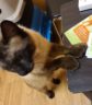 Abandoned Siamese Polydactyl Cat Has Paws As Big As His Heart! - Cole ...