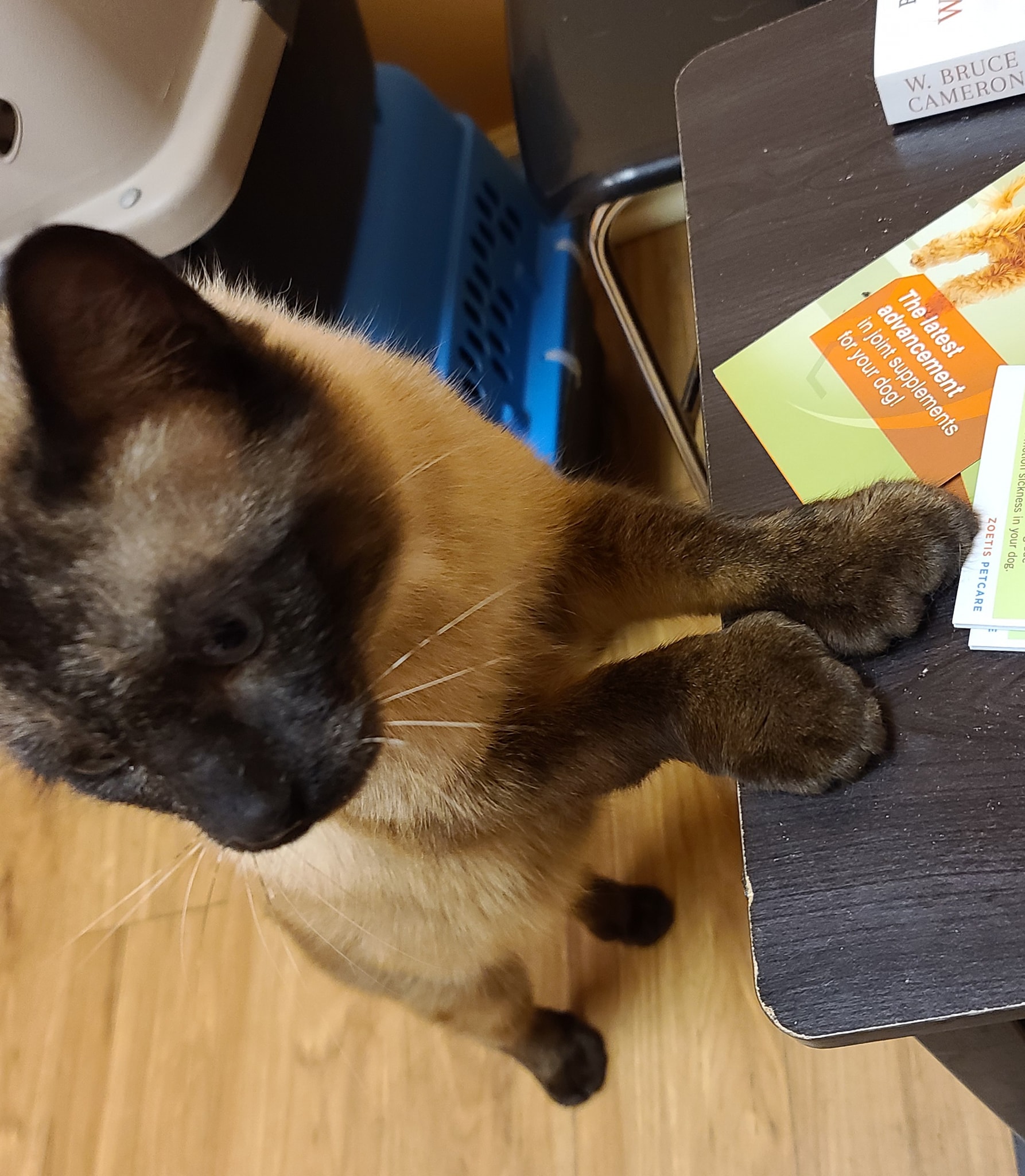 Abandoned Siamese Polydactyl Cat Has Paws As Big As His Heart! - Cole ...