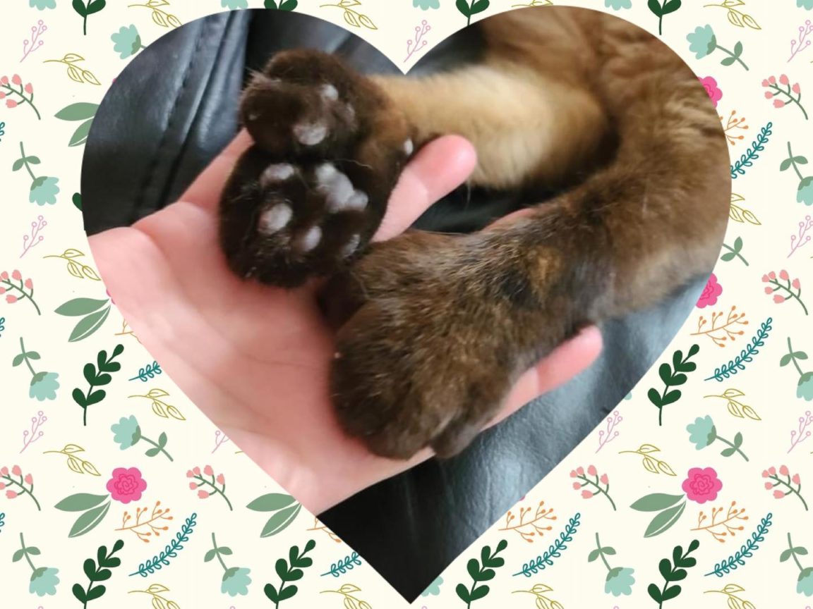 Abandoned Siamese Polydactyl Cat Has Paws As Big As His Heart! - Cole ...