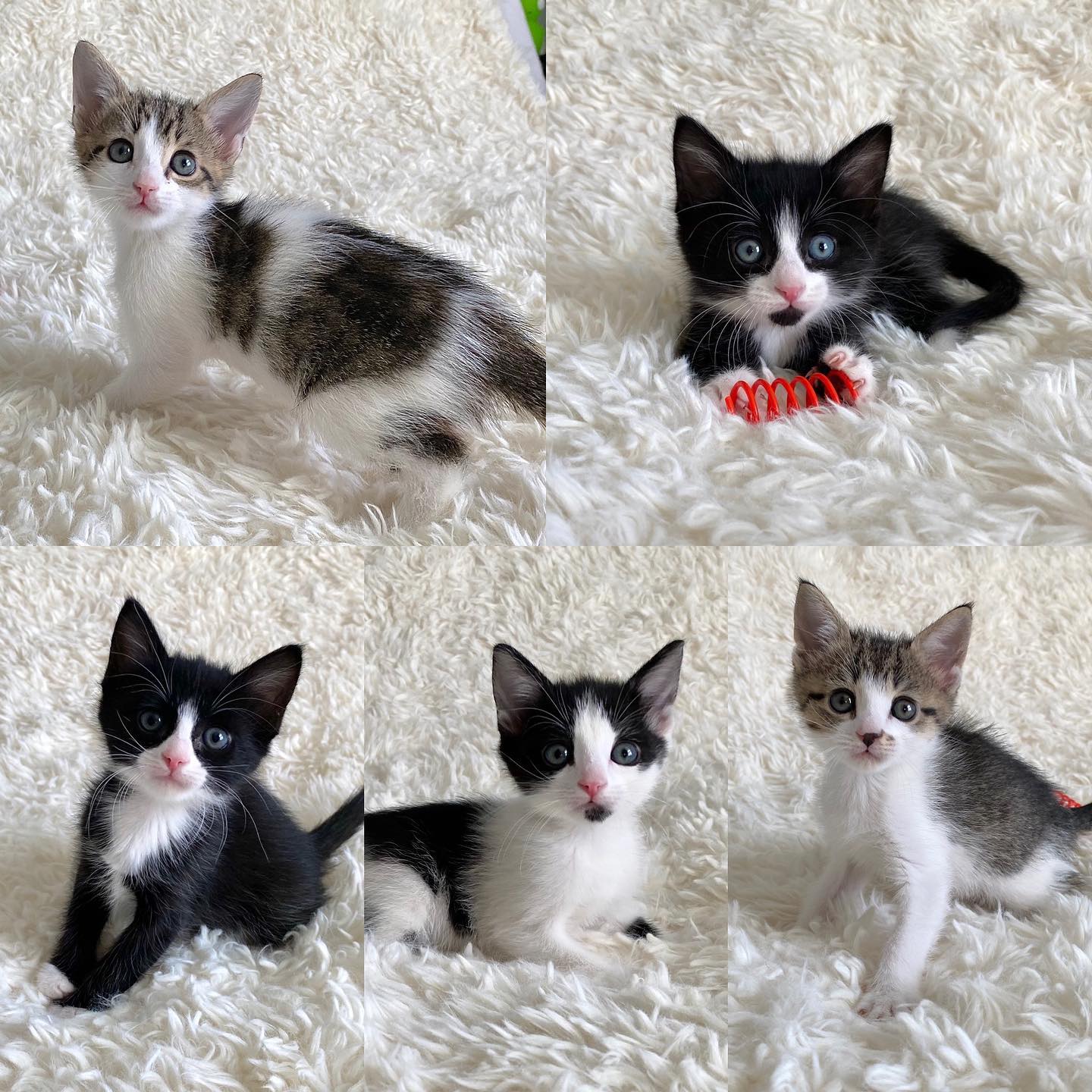 Found Covered In Ice As Newborns , These "Poppin Bottles" Kittens Have ...