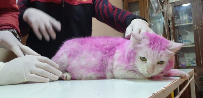 Sweet Pregnant Cat Found With Purple Dyed Fur Escapes Certain Death ...