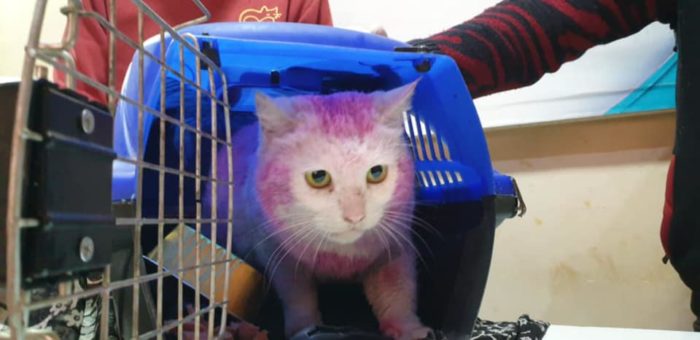 Sweet Pregnant Cat Found With Purple Dyed Fur Escapes Certain Death ...