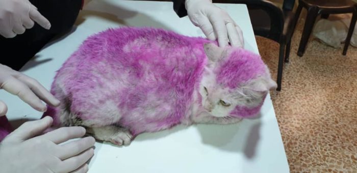 Sweet Pregnant Cat Found With Purple Dyed Fur Escapes Certain Death ...